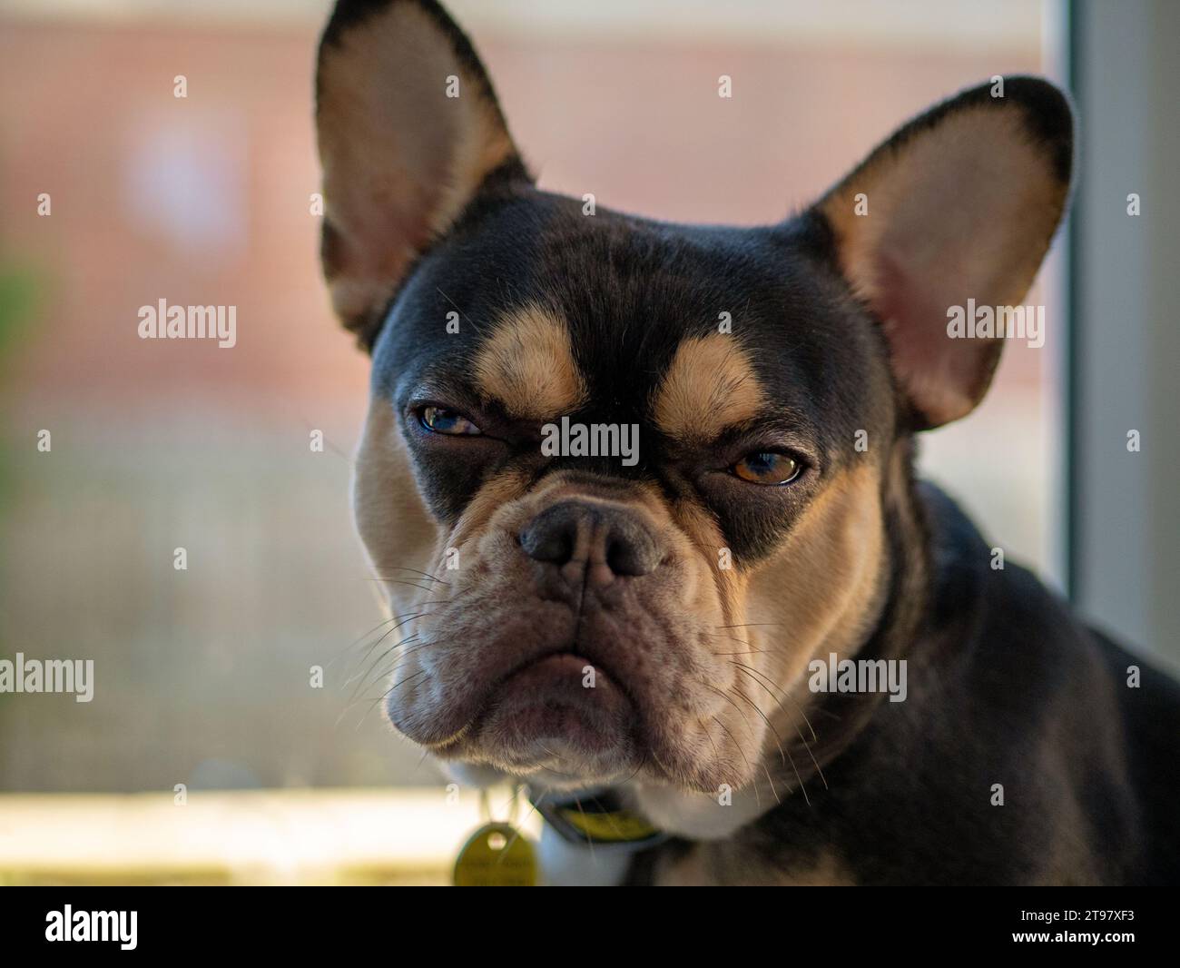 French Bulldog - Black and Tan - Grumpy Face Close Up Stock Photo - Alamy