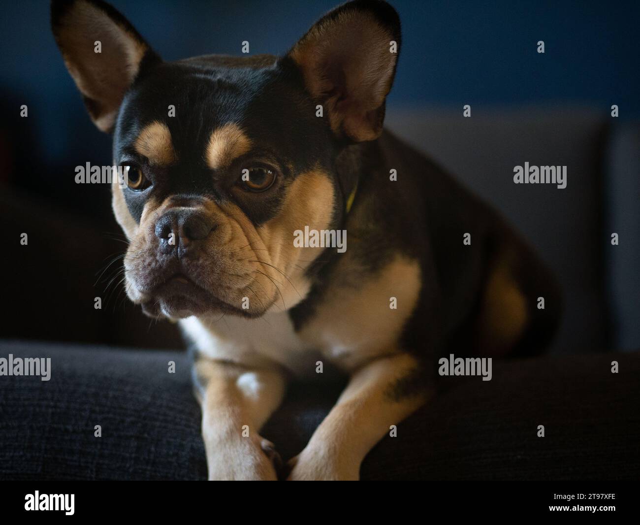 French Bulldog - Black and Tan - Front Paws on Edge of Sofa Stock Photo ...