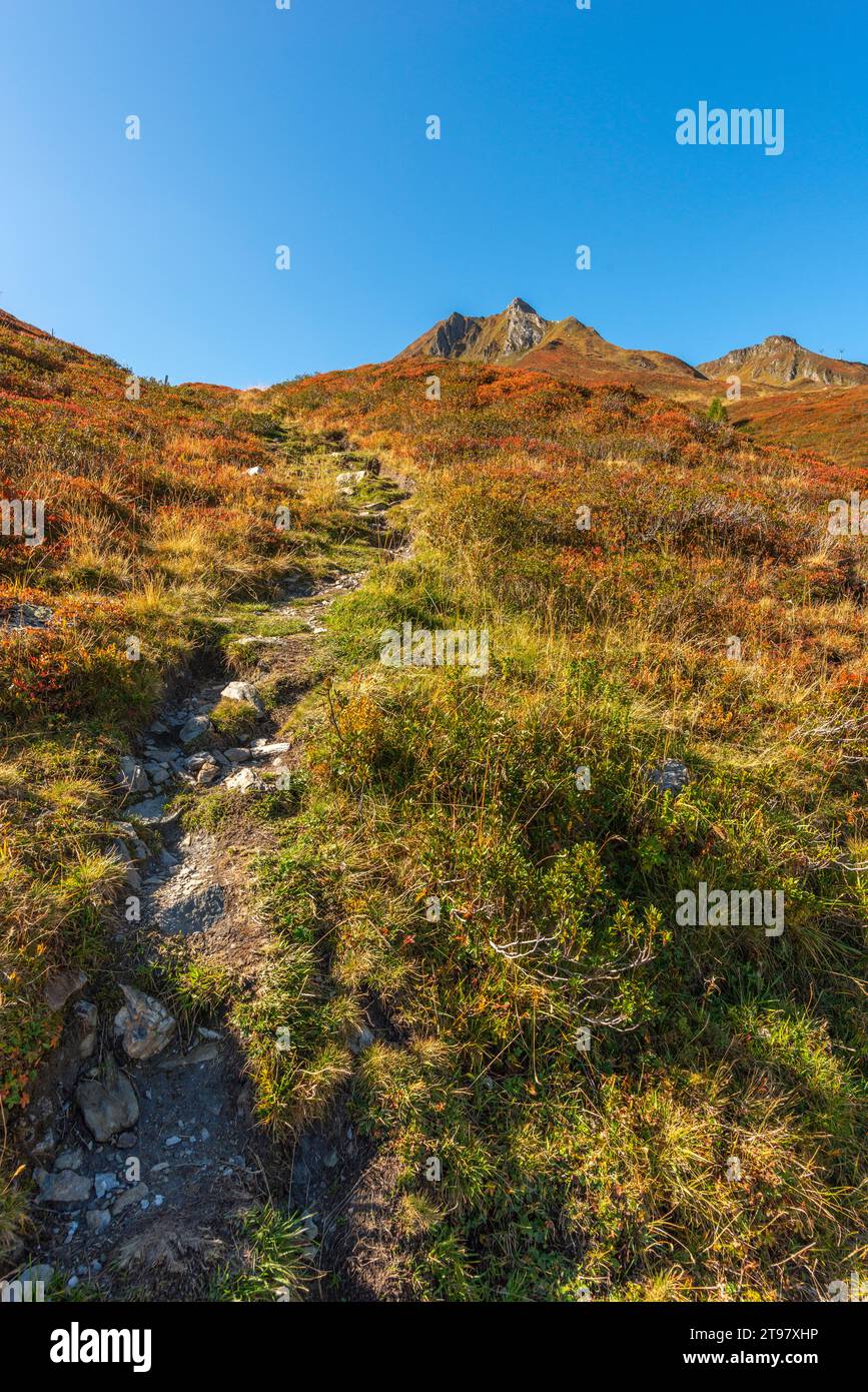 Alpine vegetation at about 2,000m altitude, Hintertuxer Glacier cable ...