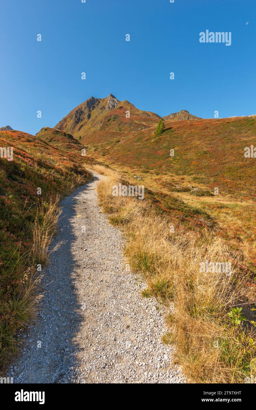 Alpine vegetation at about 2,000m altitude, Hintertuxer Glacier cable ...