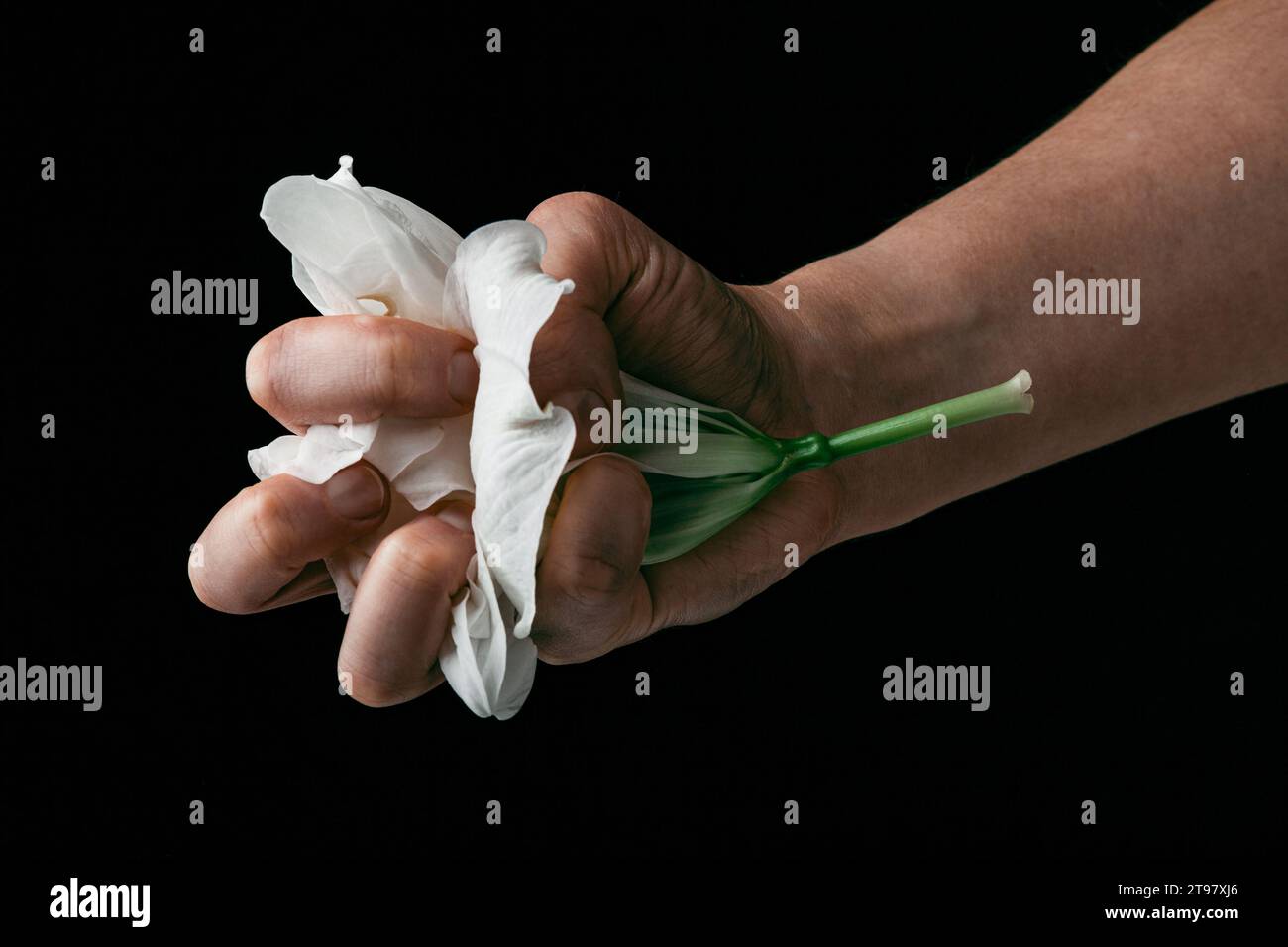 hand crumpling white fragile flower, metaphor of violence abuse ...