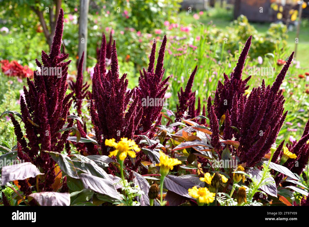 Red amaranth flowers in the summer garden. Beautiful flowers ...