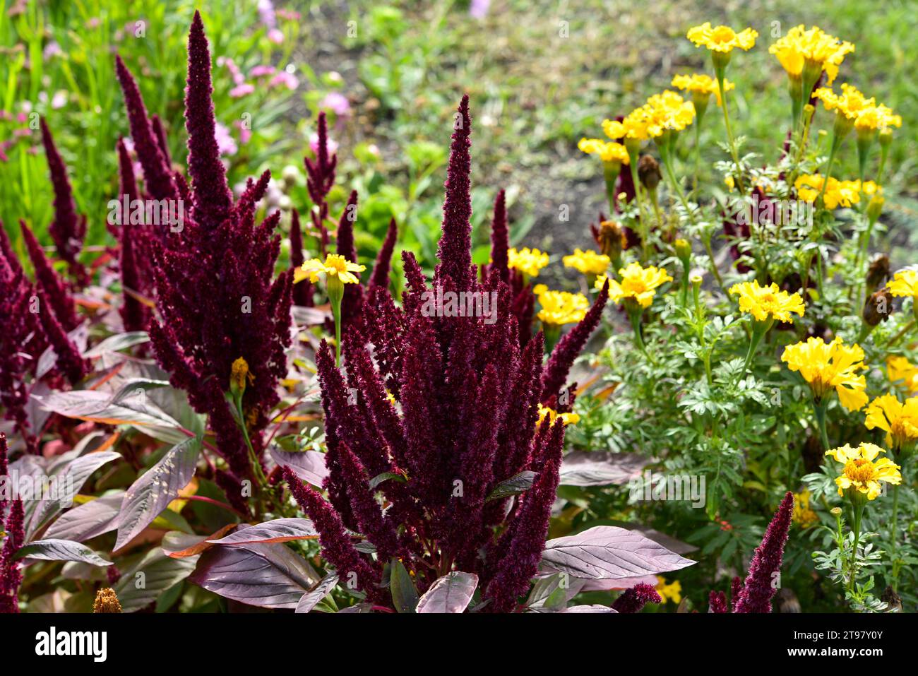 Red amaranth flowers in the summer garden. Beautiful flowers ...