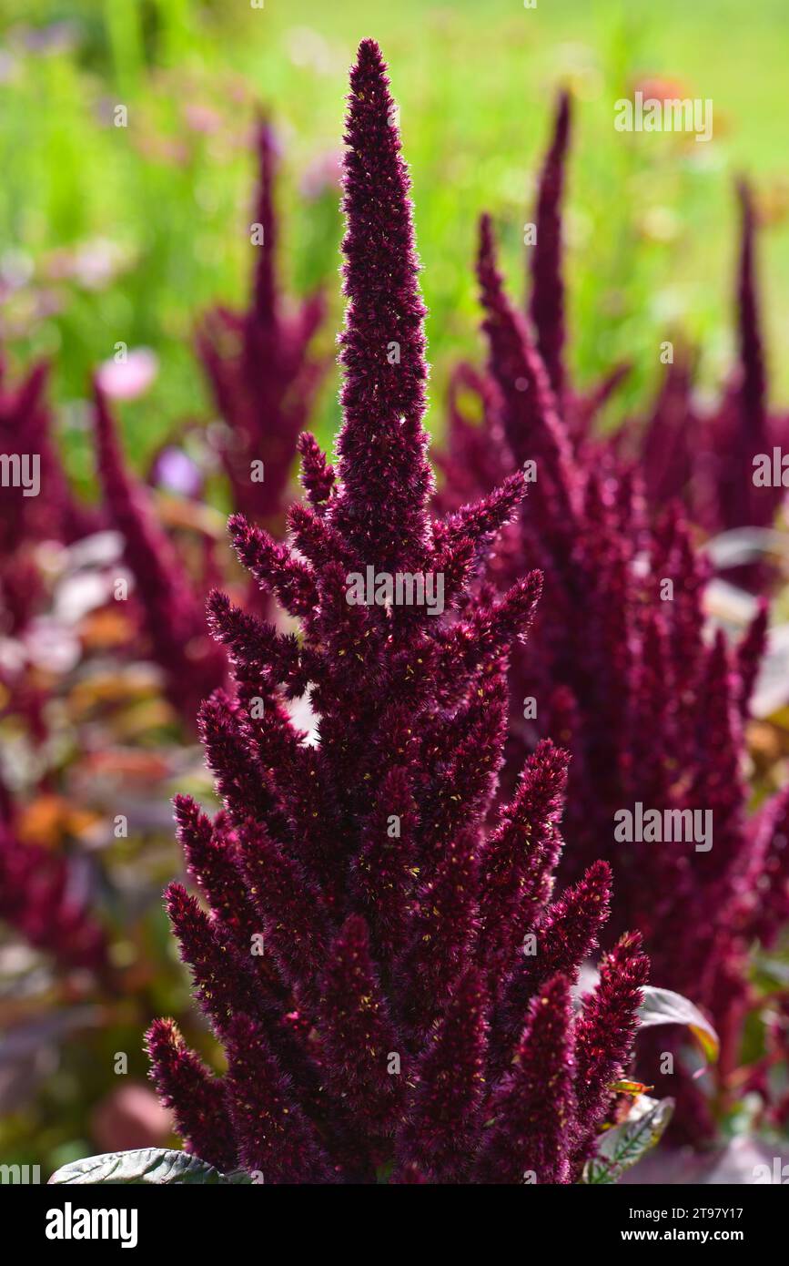 Red amaranth flowers in the summer garden. Beautiful flowers ...