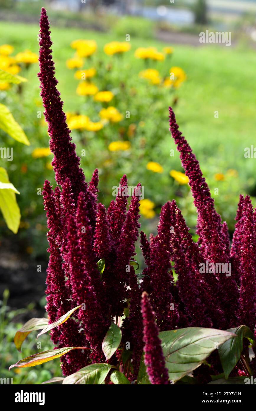 Red amaranth flowers in the summer garden. Beautiful flowers ...