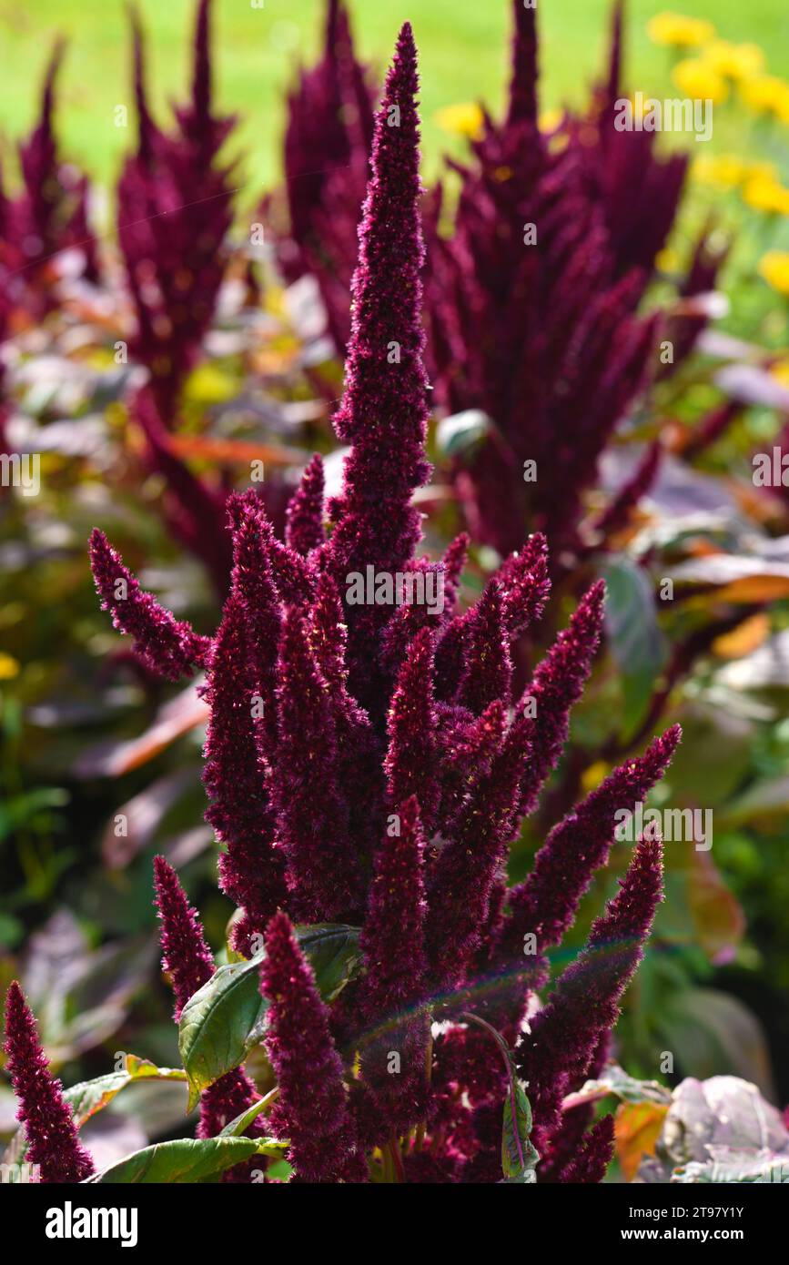 Red amaranth flowers in the summer garden. Beautiful flowers ...