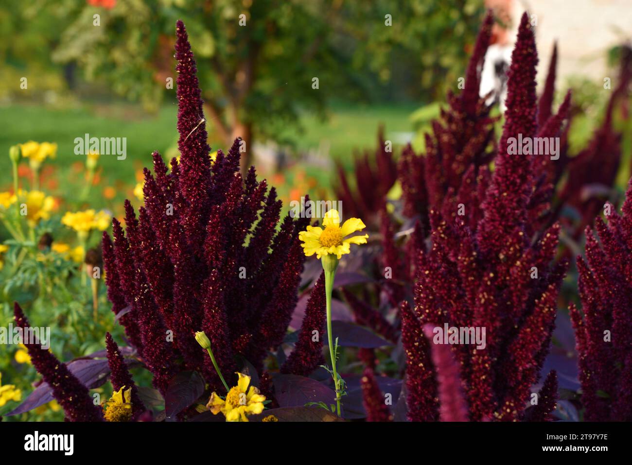 Red amaranth flowers in the summer garden. Beautiful flowers ...