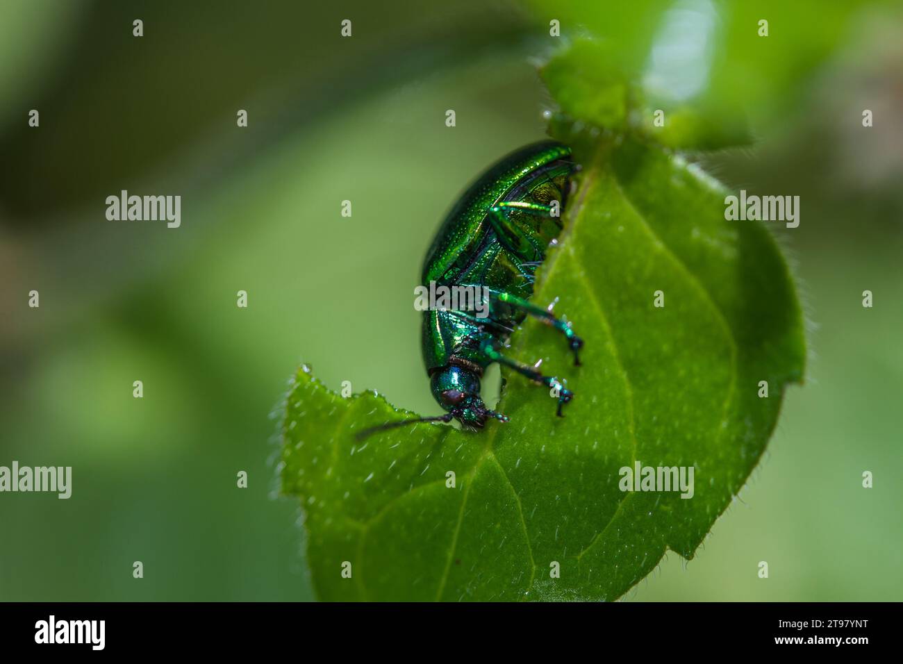 Iridescent beetle hi-res stock photography and images - Alamy