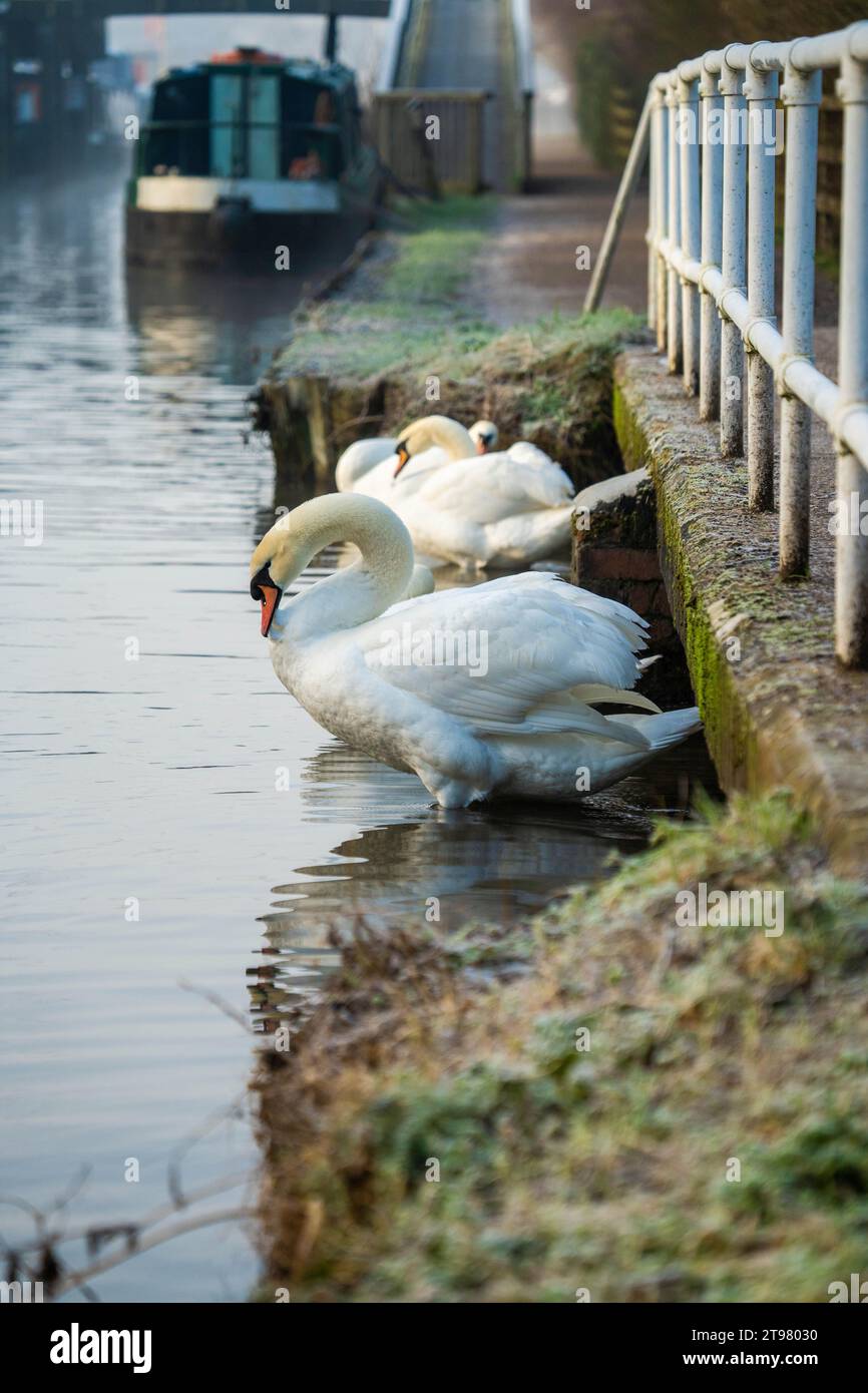 A Flock of Swans on the Kennet and Avon Canal near Newbury Berkshire ...