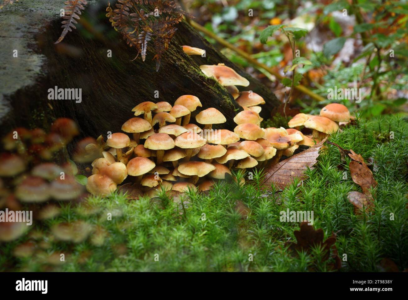 Mushrooms in the New Forest. Always a indicator of a healthy forest ...