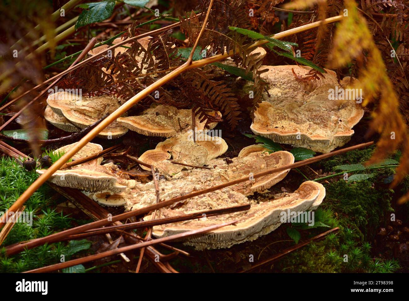 Mushrooms in the New Forest. Always a indicator of a healthy forest ...