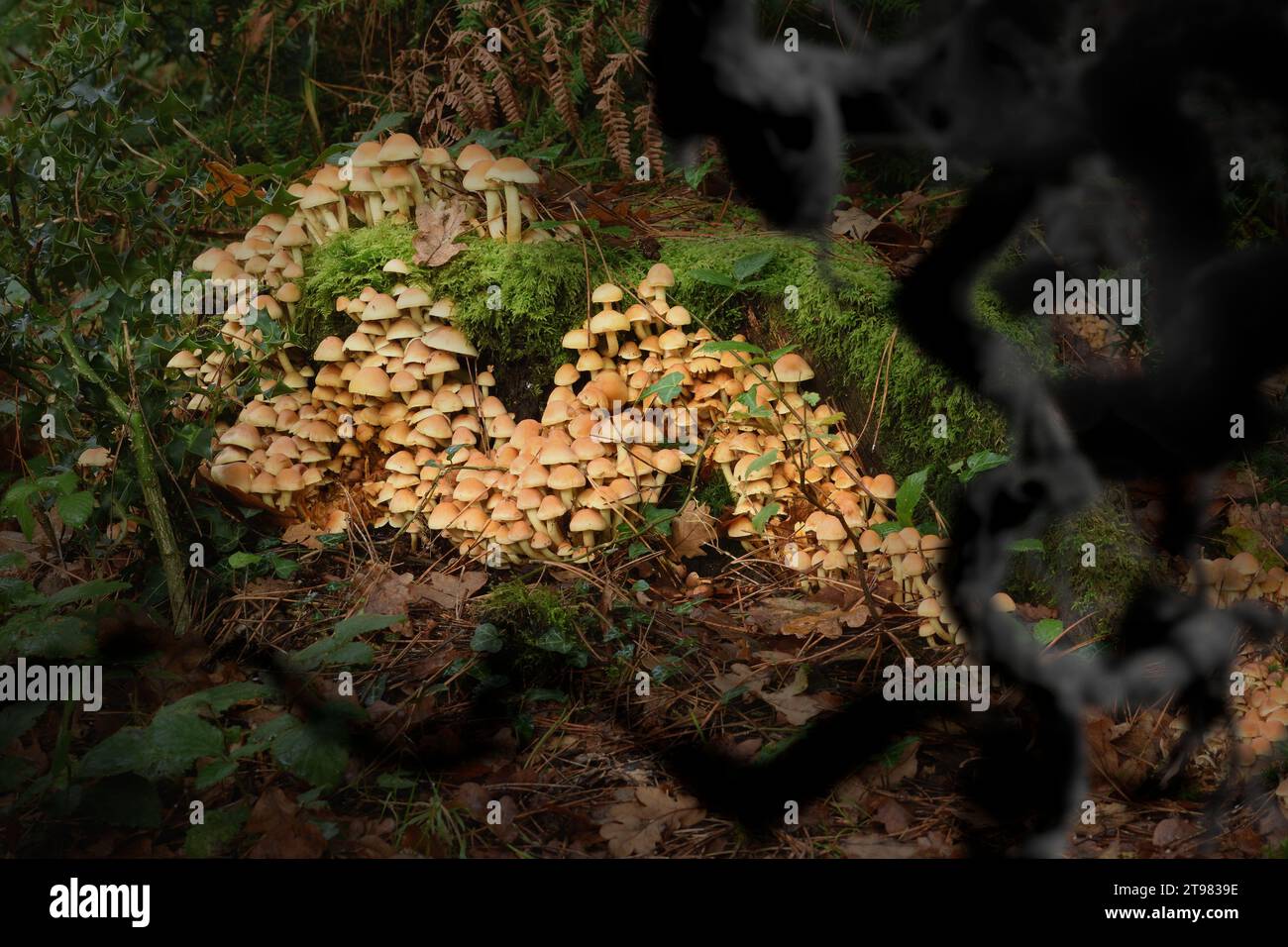Mushrooms in the New Forest. Always a indicator of a healthy forest ...