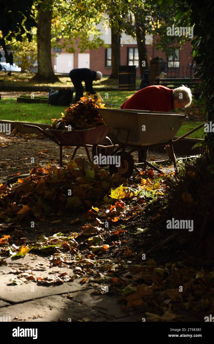 Elderly volunteers clearing autumn leaves at Wimborne Minster in Dorset ...