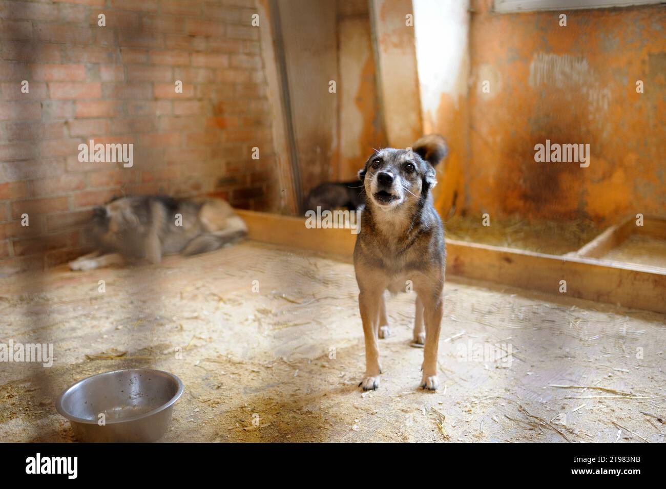 Aggressive stray dog barking behind bars of indoor aviary. Municipal ...