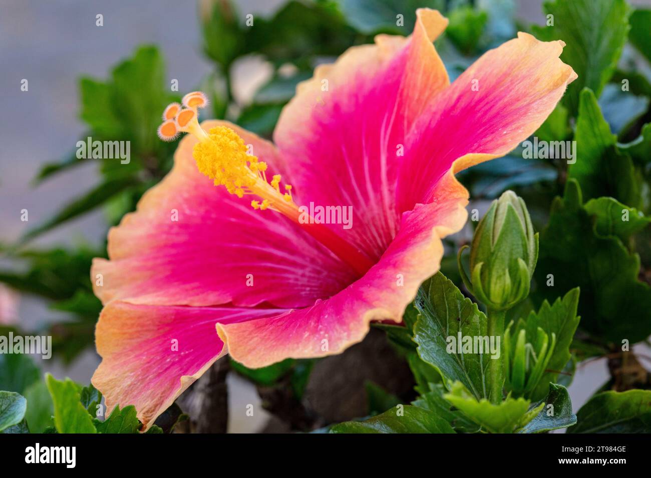 Natural close up flowering plant portrait of the ever stunning ...