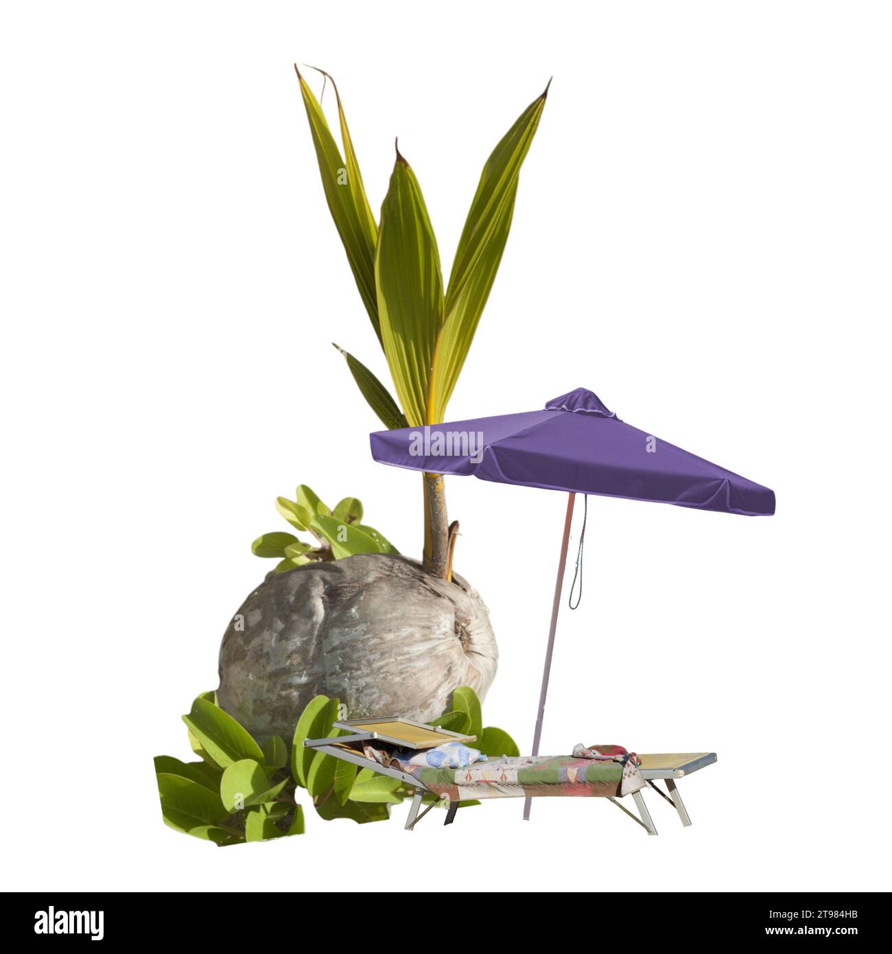 A vibrant purple umbrella is propped next to a tall coconut tree with a ...