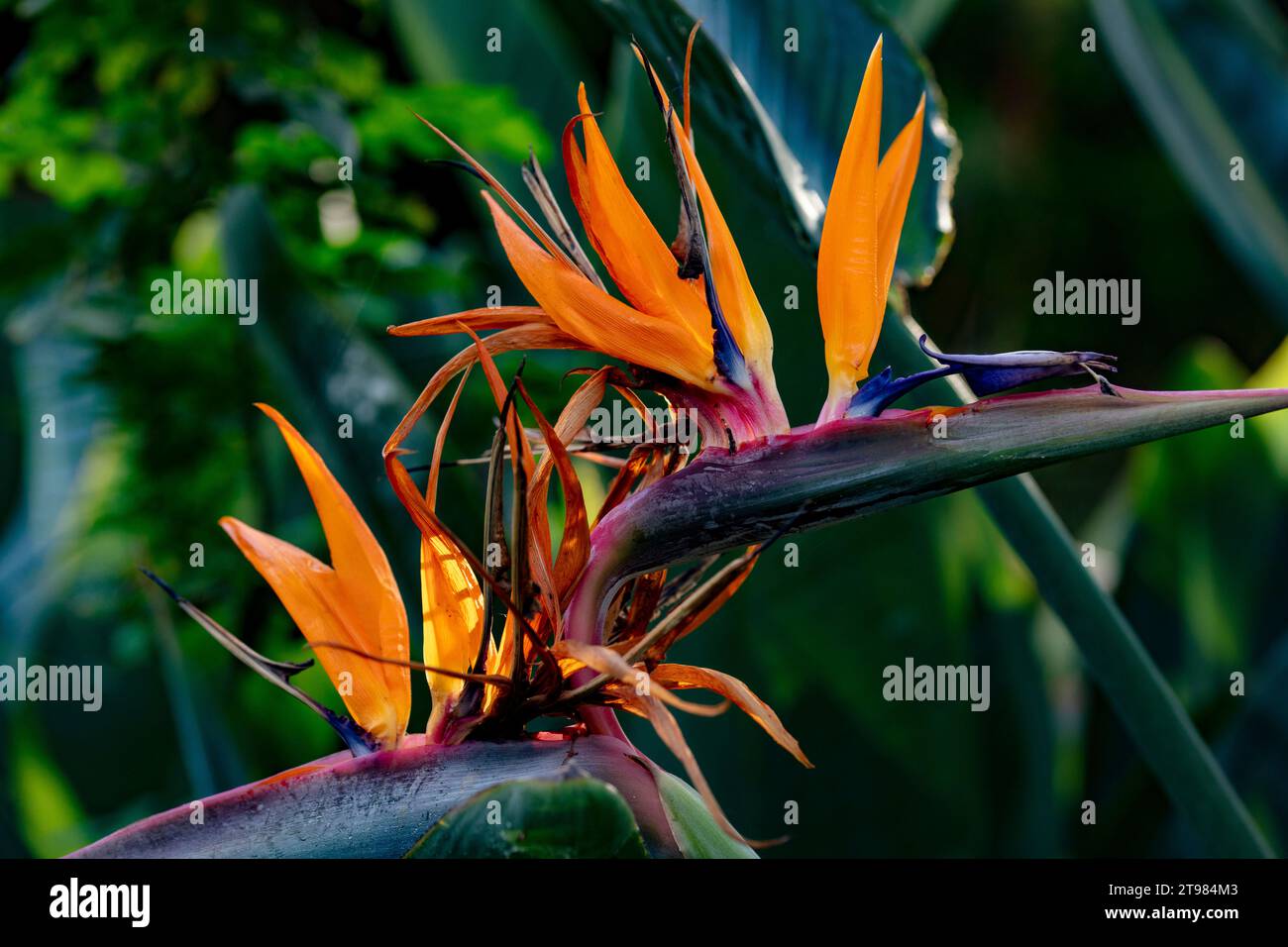 Natural close up high resolution flowering plant portrait of the ever ...