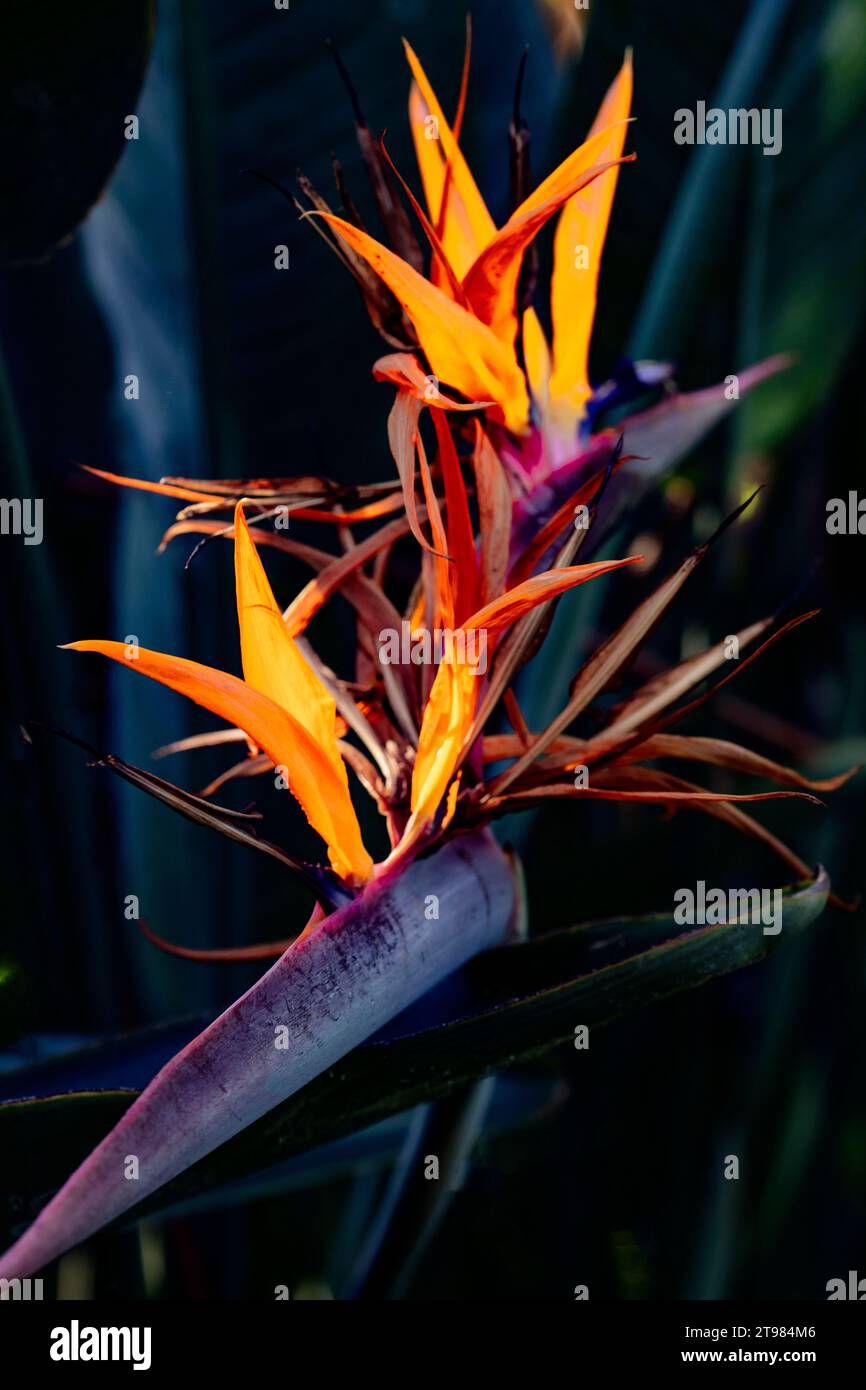 Natural close up high resolution flowering plant portrait of the ever ...