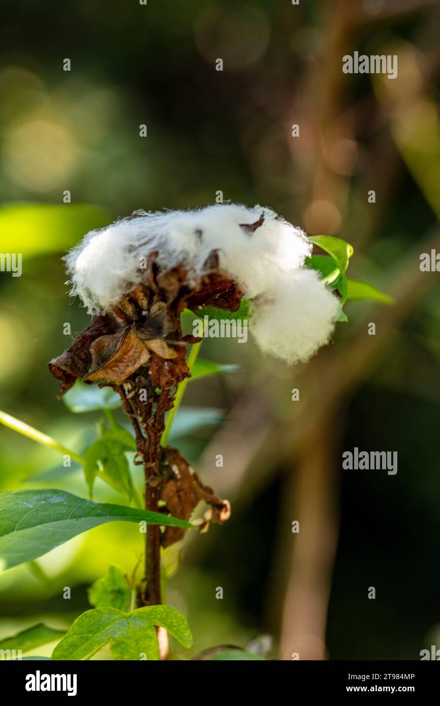 Natural close up semi-abstract flowering plant portrait of cotton shrub ...