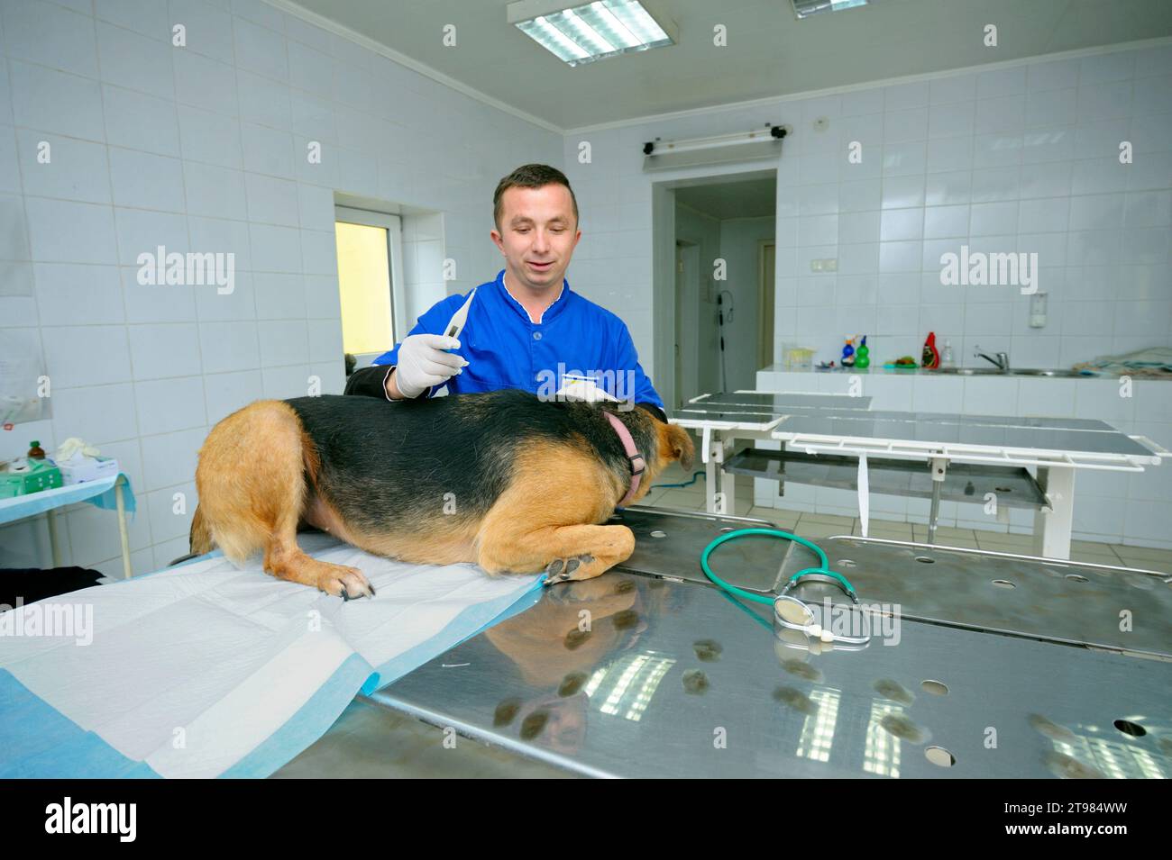 Dog veterinary man measuring hi-res stock photography and images - Alamy