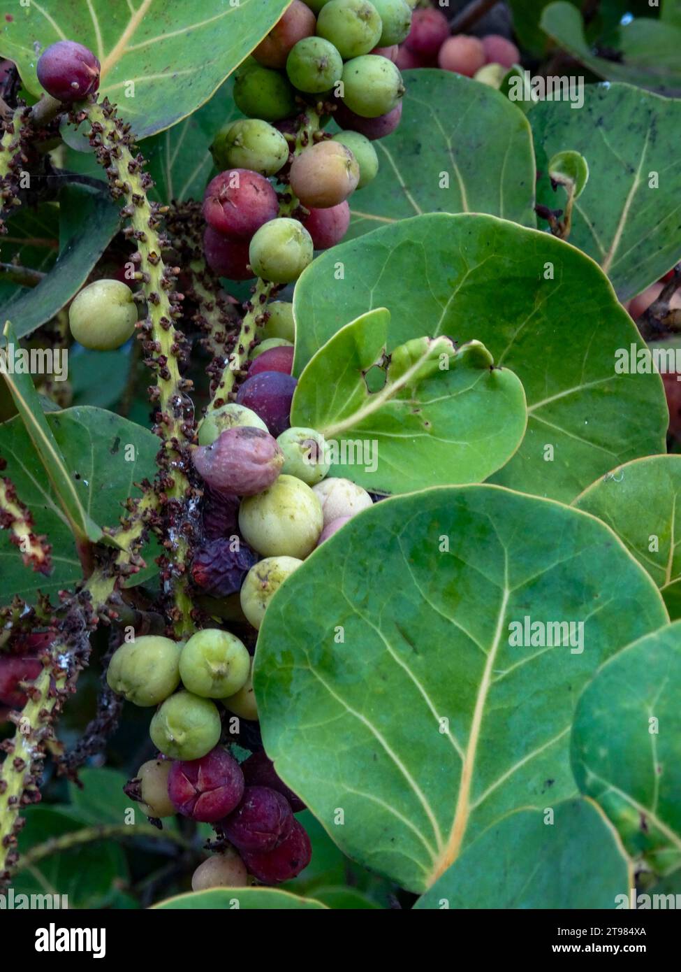 Natural close up plant portrait of Coccoloba uvifera, seaside grape ...