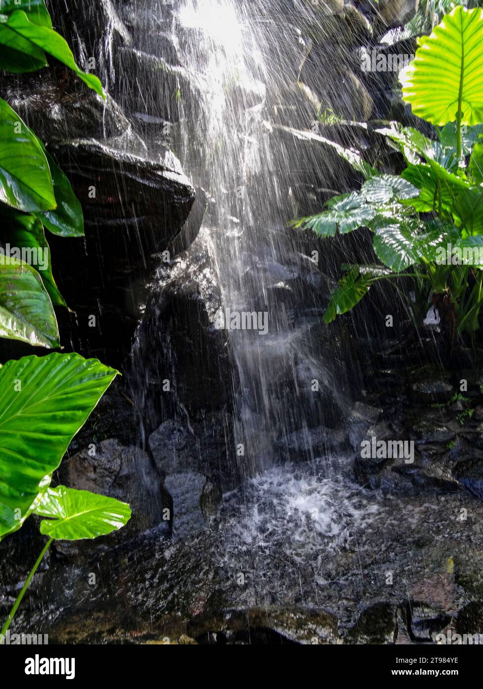 Intimate waterfall gracing the landscape of the Palmetum Santa Cruz ...