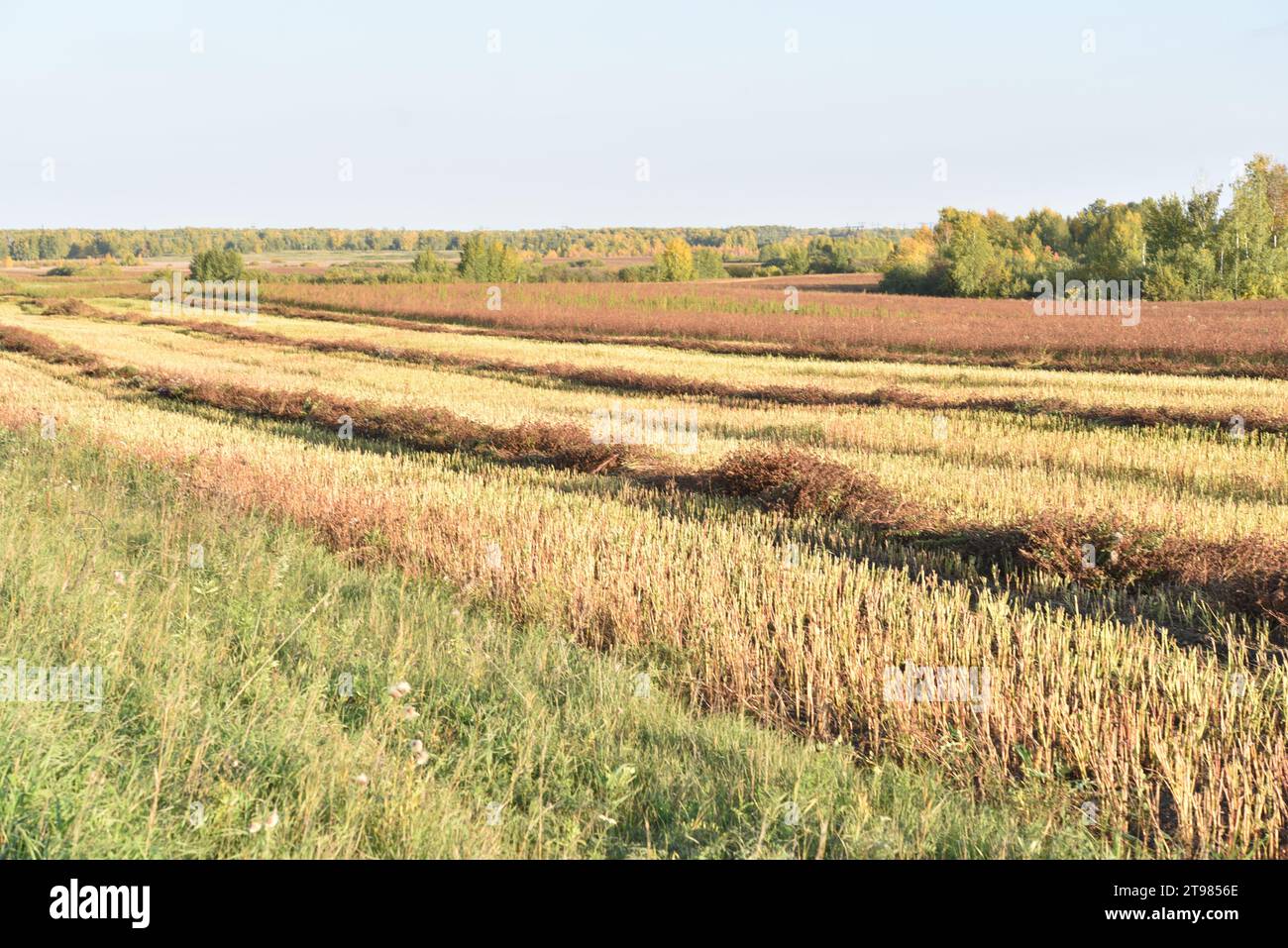 Field blossoming buckwheat hi-res stock photography and images - Alamy