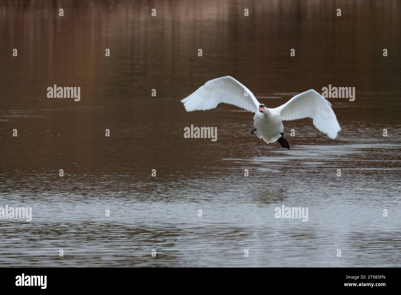 Black swan bird flying hi-res stock photography and images - Alamy