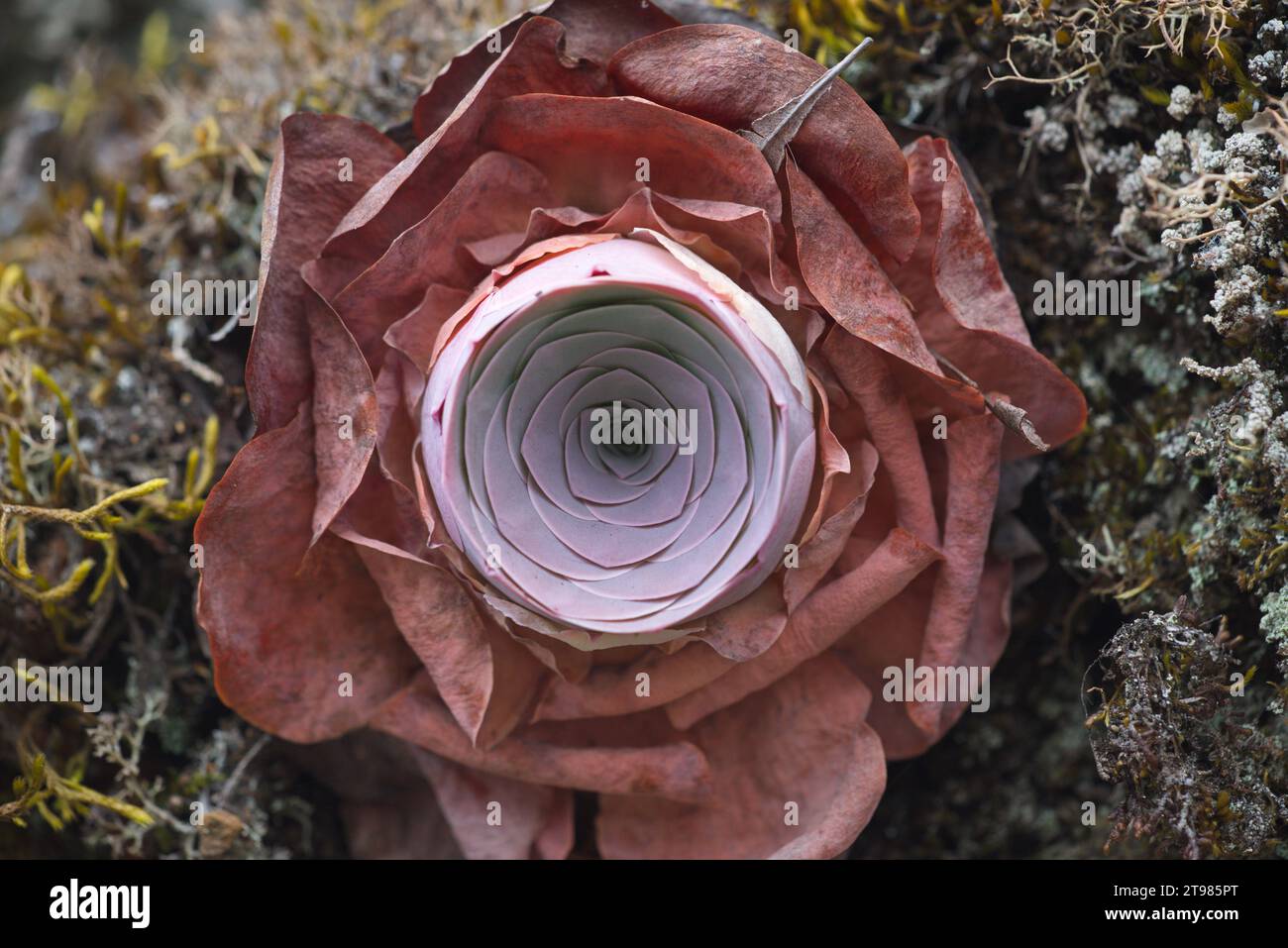 Pink mountain rose. Greenovia aurea Stock Photo - Alamy