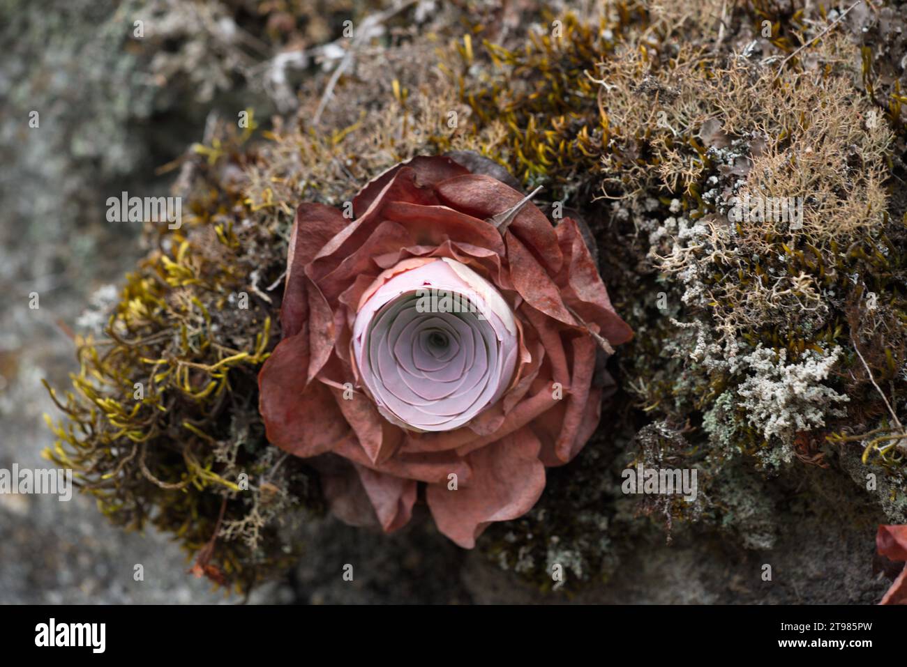 Ecosistema vegetal hi-res stock photography and images - Alamy