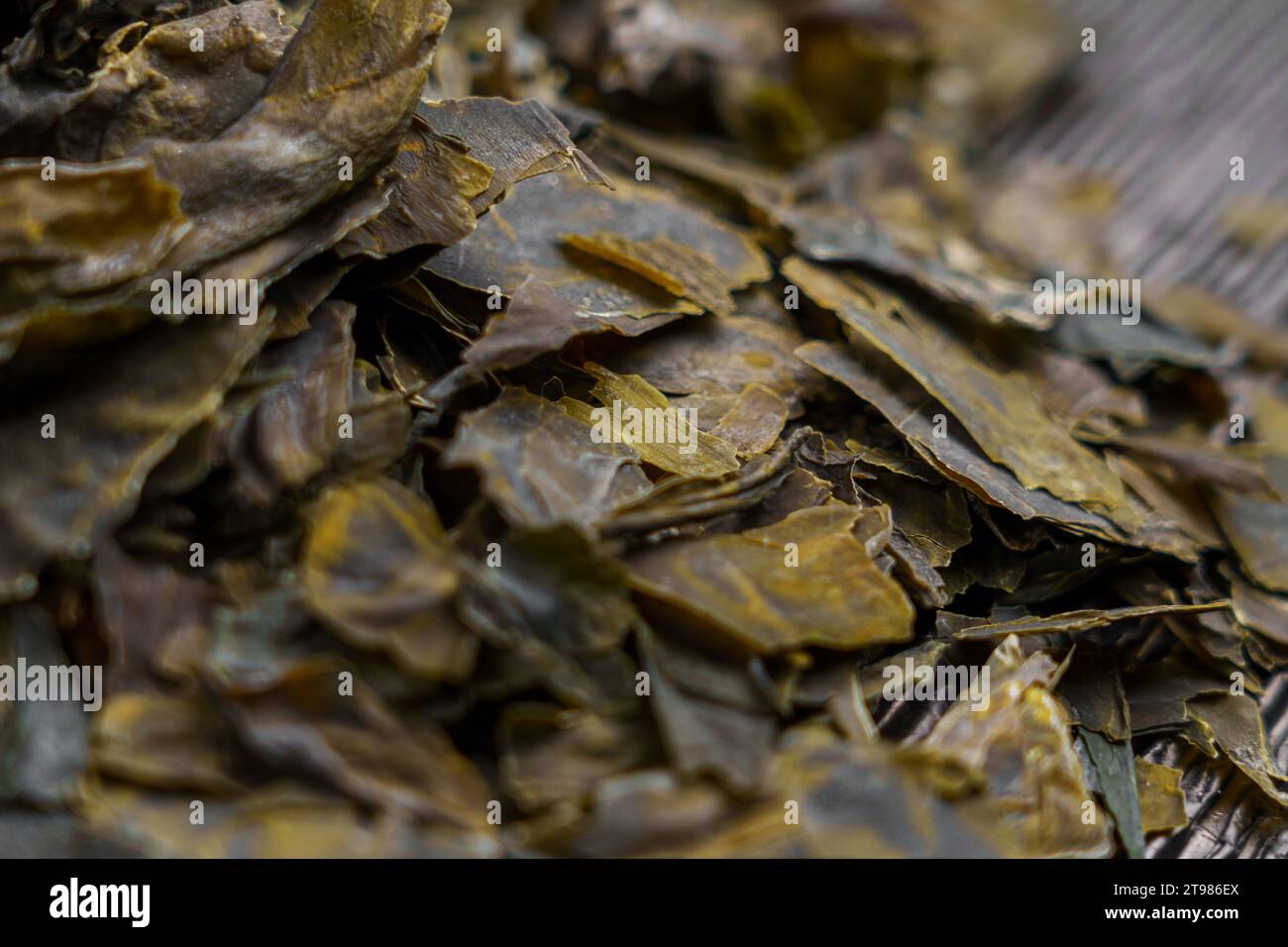 Dried Kombu seaweed close up. Asian dehydrated sea ingredient Stock ...