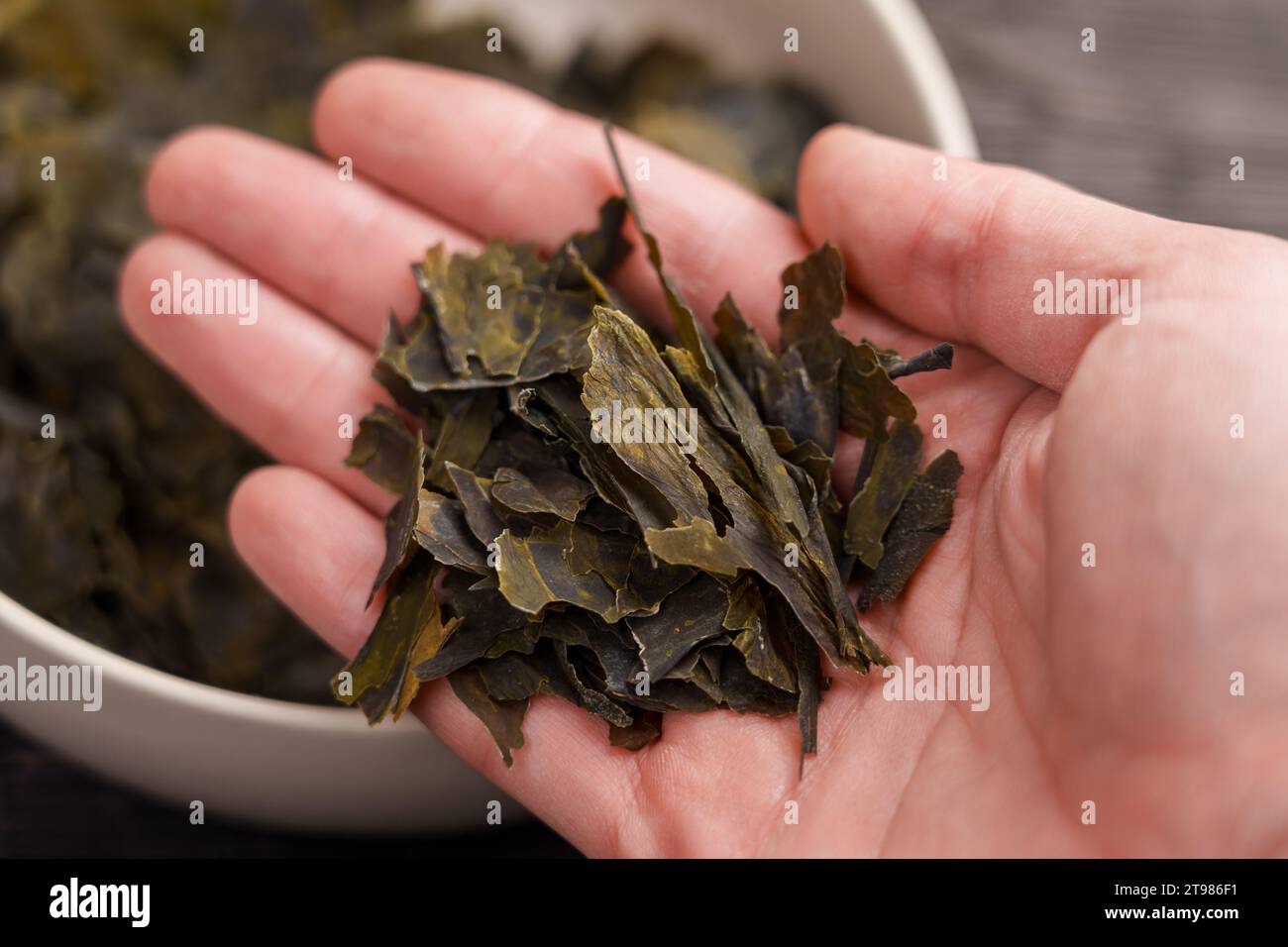 Raw dried Kombu seaweed in hand. Dehydrated asian sea ingredient close ...
