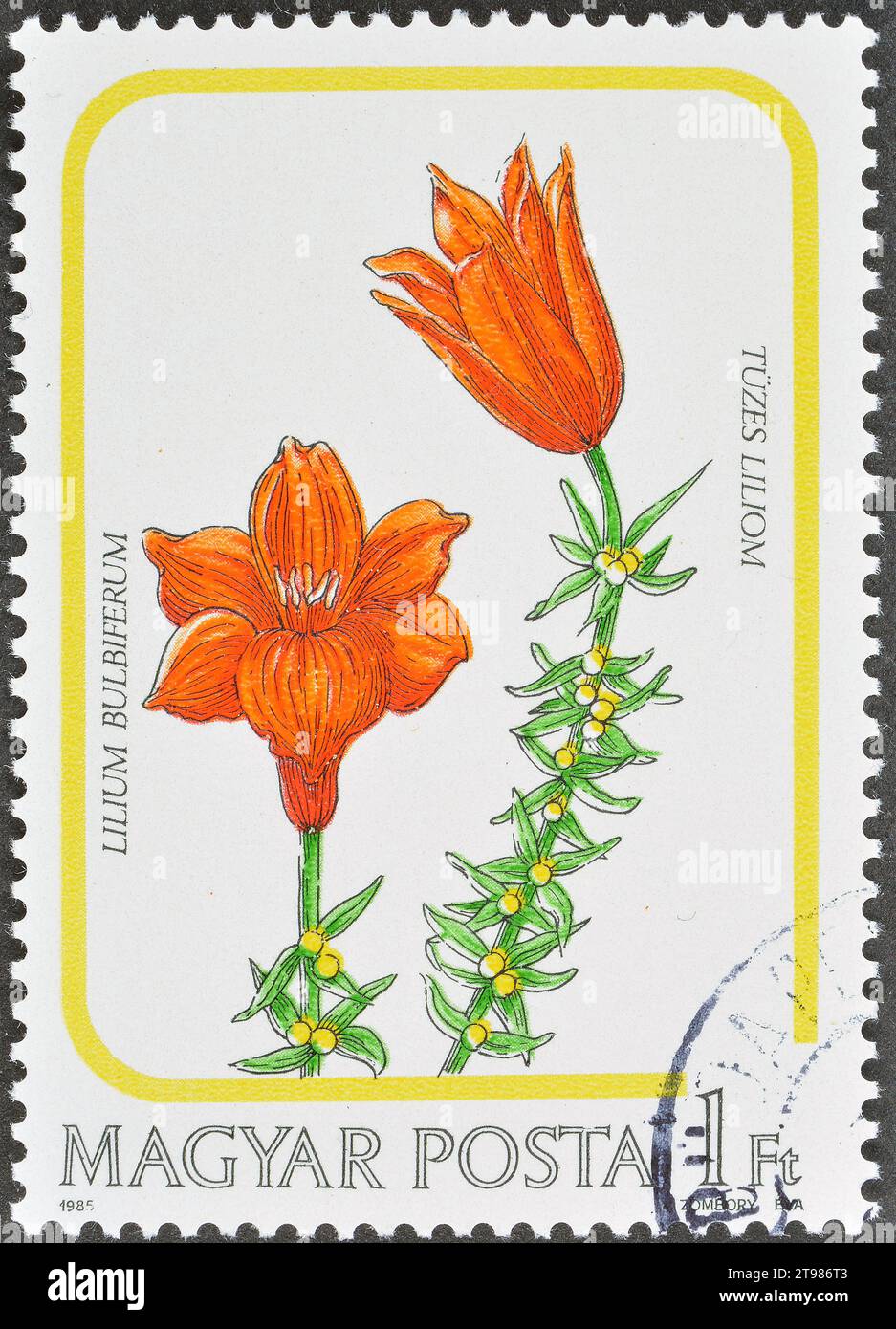 Cancelled postage stamp printed by Hungary, that shows Red Lily (Lilium ...