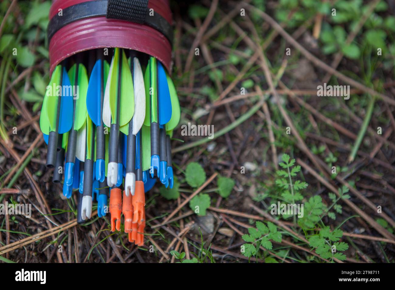 Fiber purple quiver full of arrows over forest ground. Selective focus ...