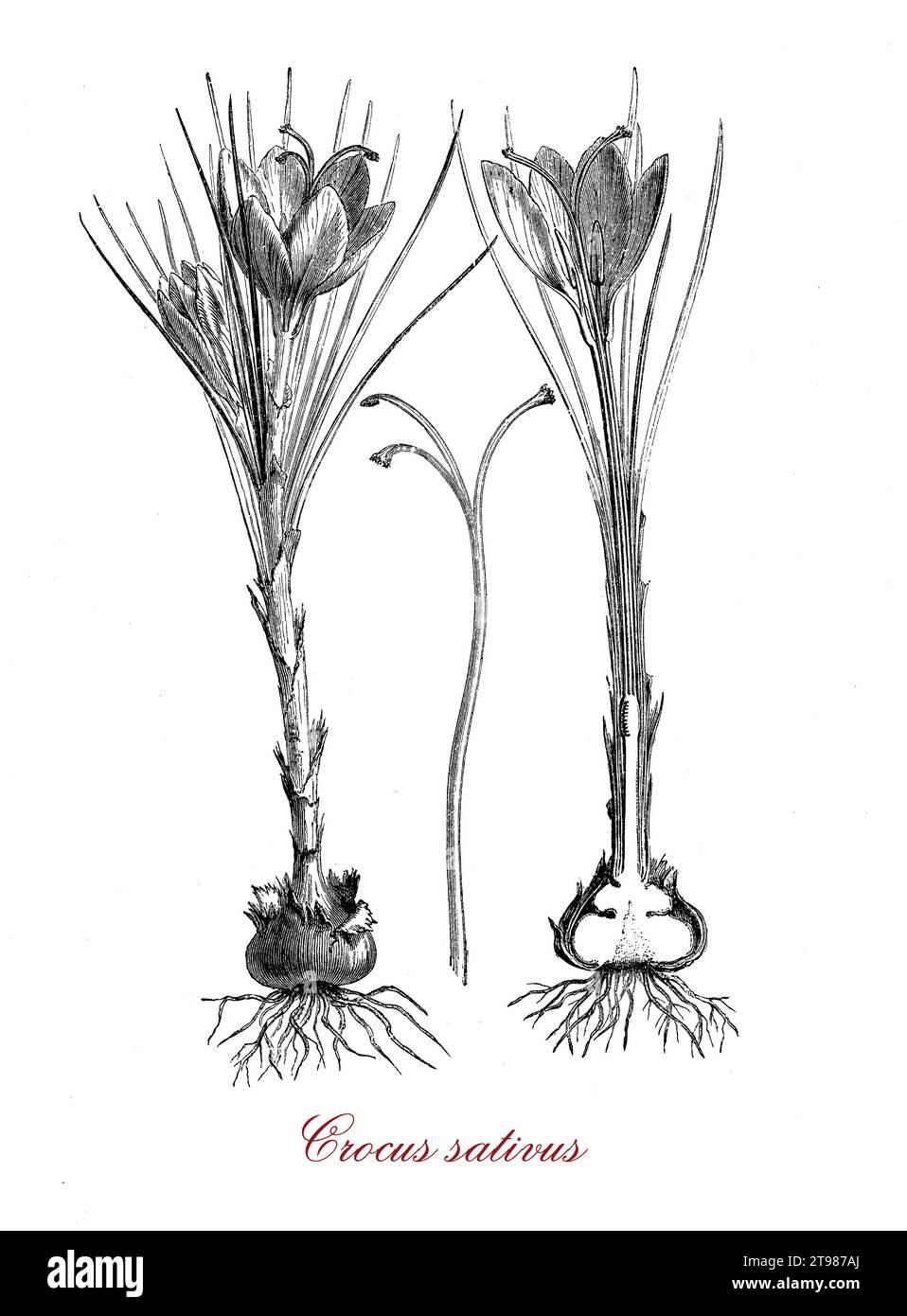 Crocus sativus etching hi-res stock photography and images - Alamy