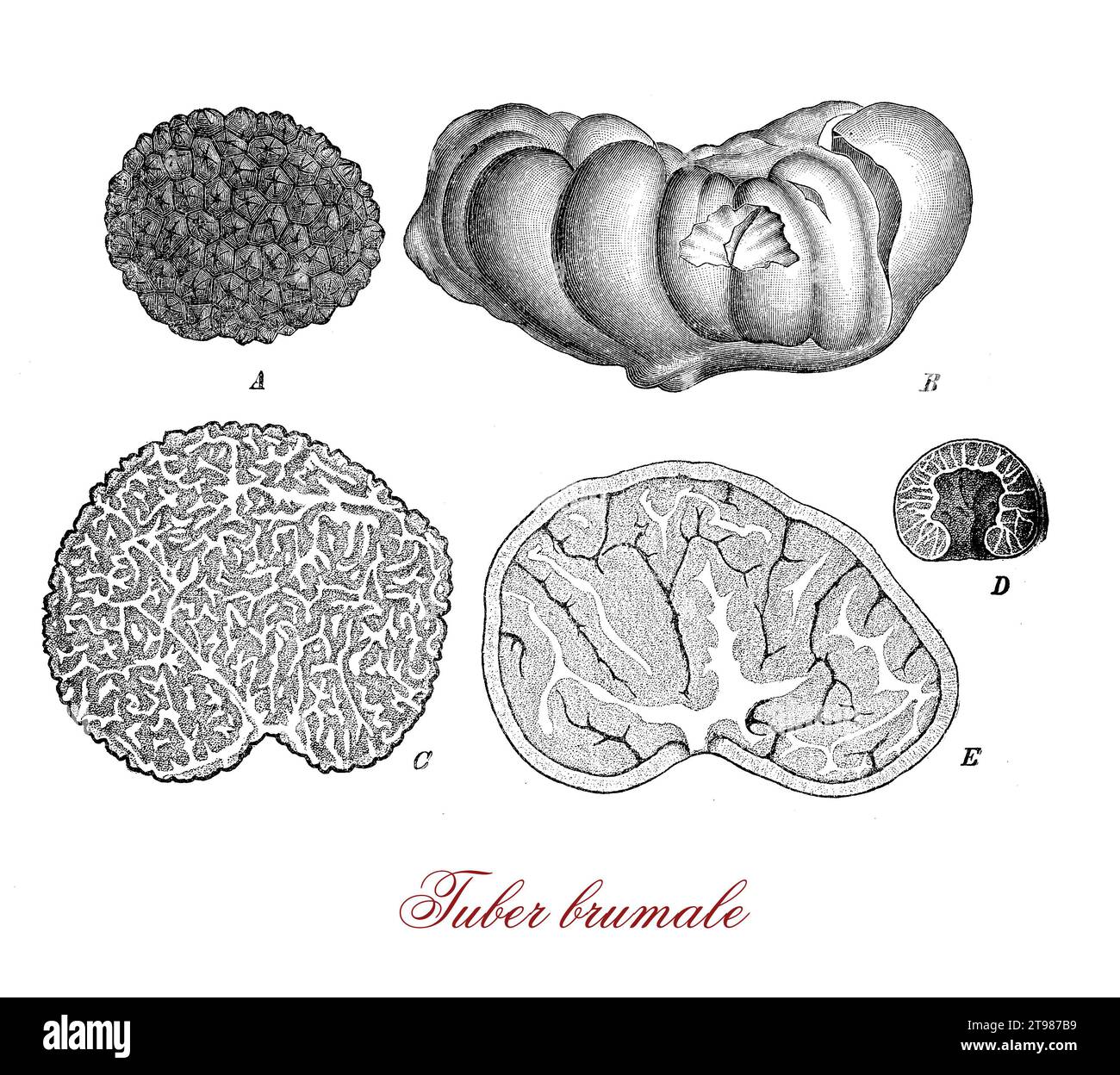 Globular warts hi-res stock photography and images - Alamy