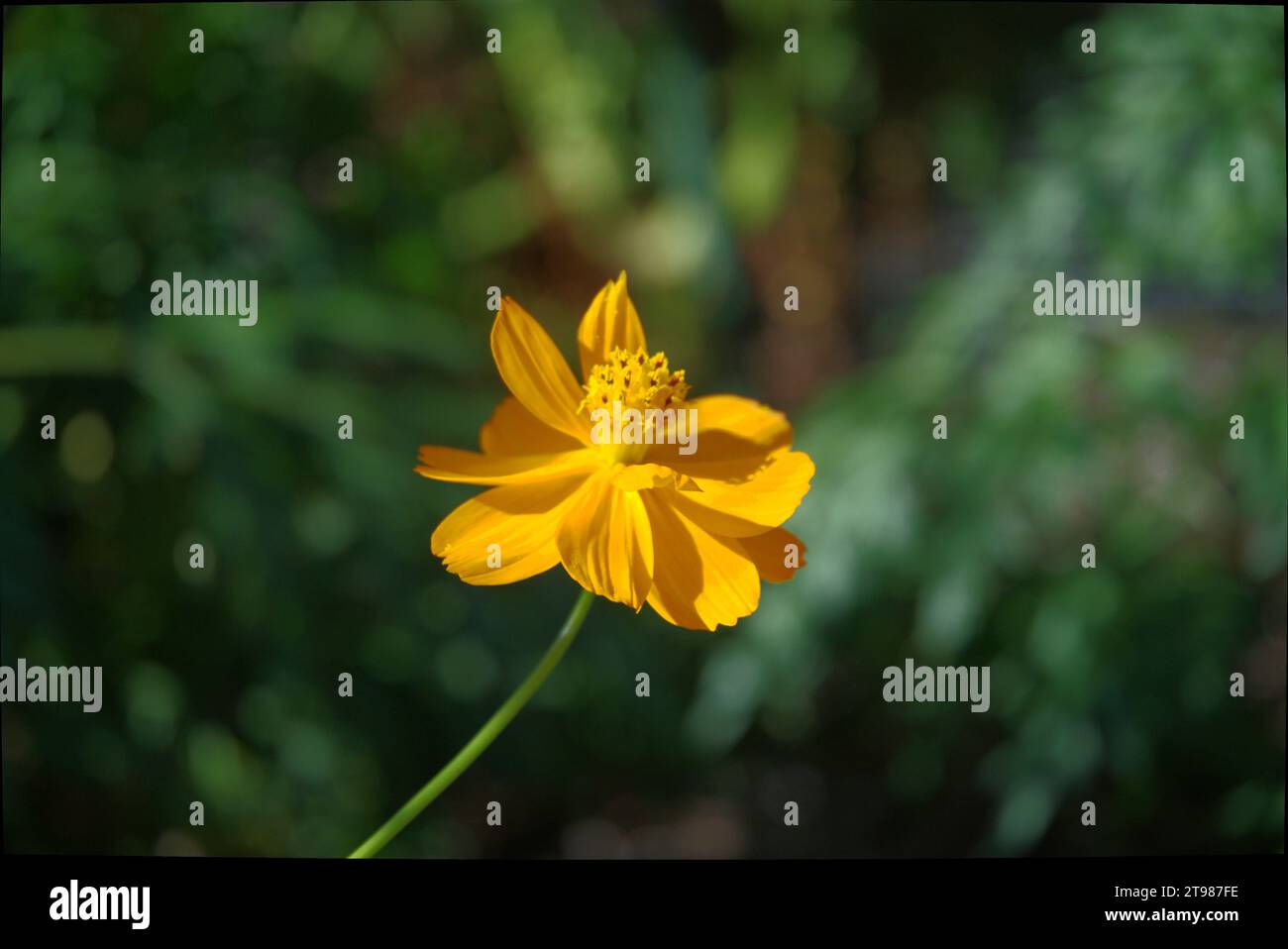 Yellow cosmos marco in the morning sun garden setting. Beauty of nature ...