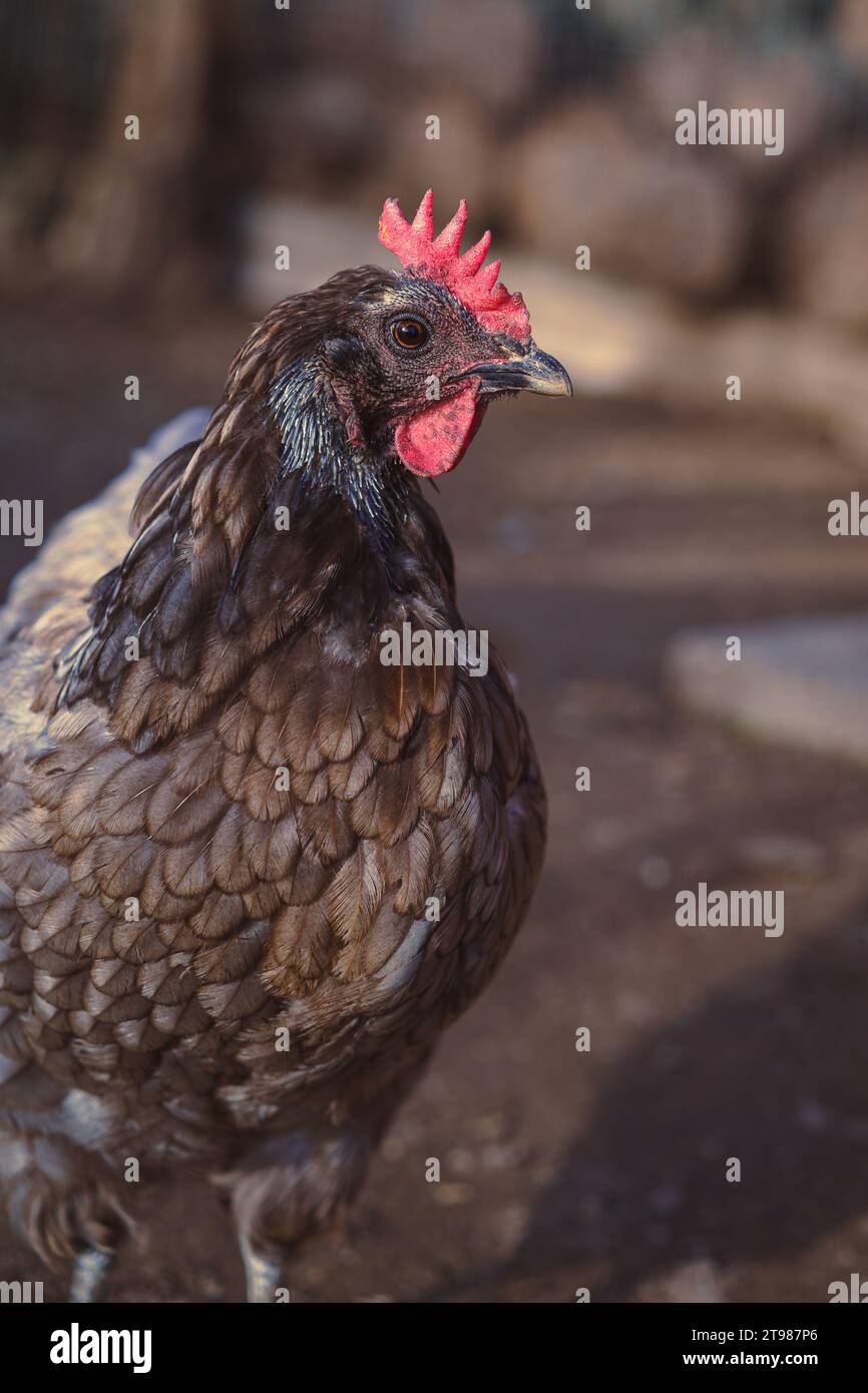 Grey chicken hi-res stock photography and images - Alamy
