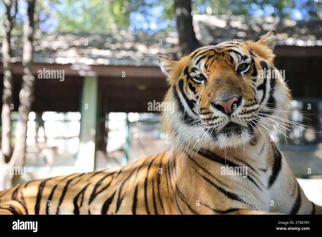 Sumatran tiger sitting hi-res stock photography and images - Alamy