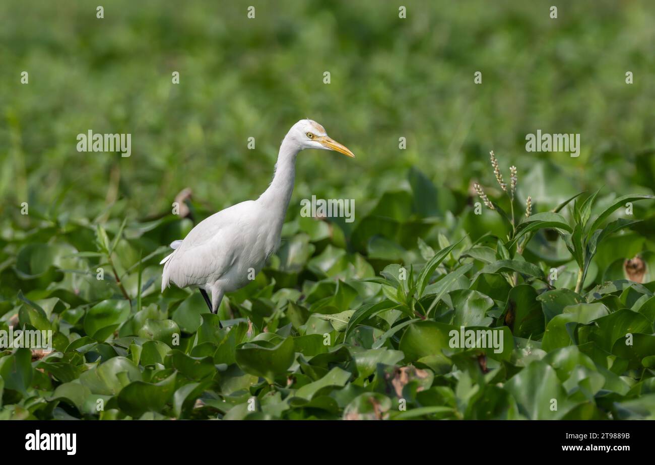 The cattle egret is a cosmopolitan species of heron found in the ...