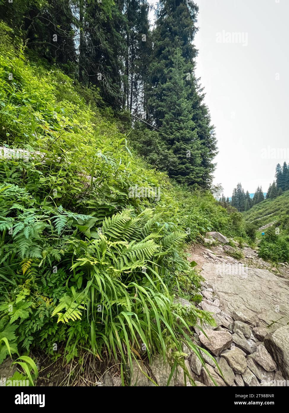 mountain fern in the forest along the road on a summer day Stock Photo ...