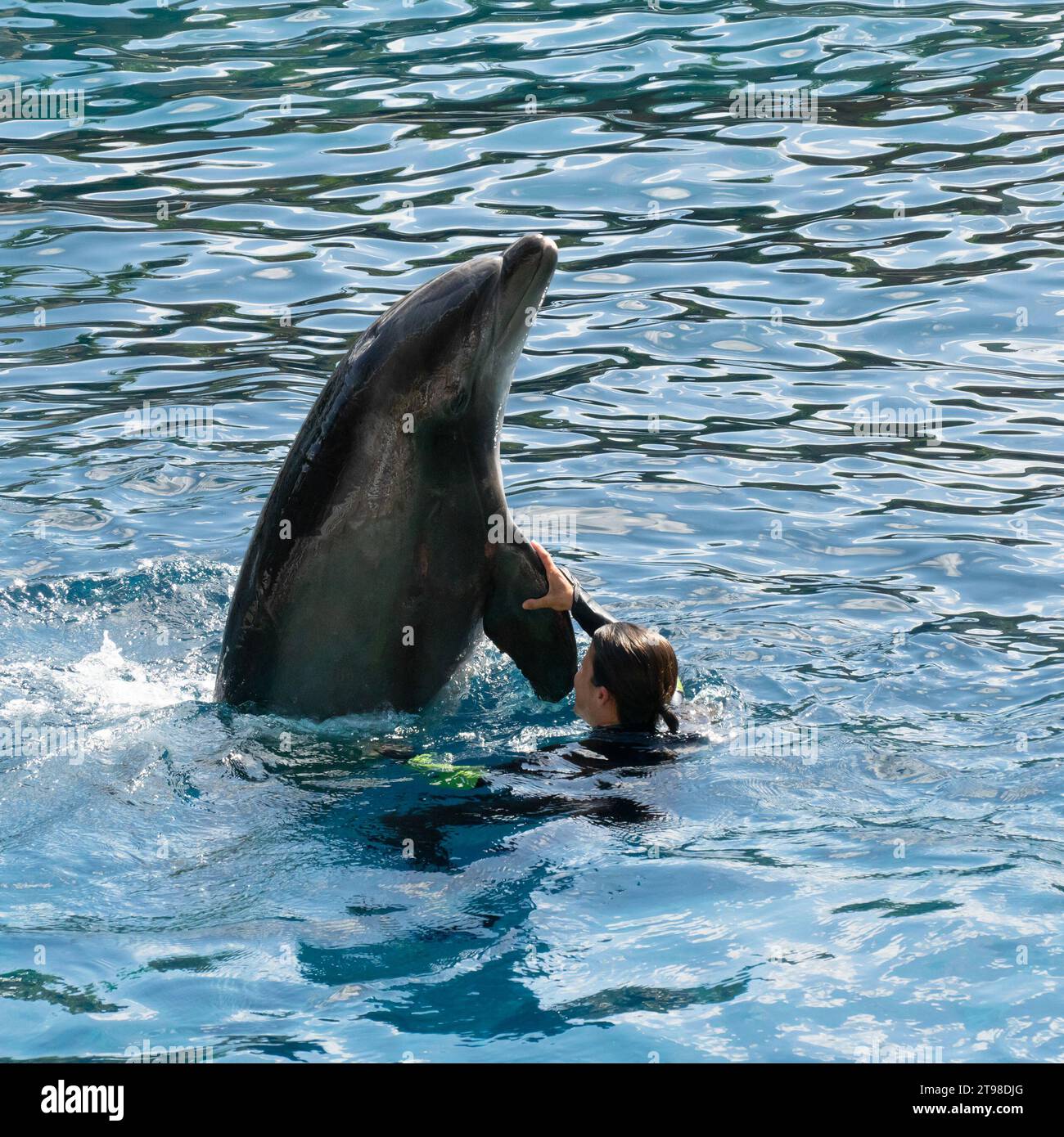 A young woman swimming with a dolphin in an aquatic animals park Stock ...