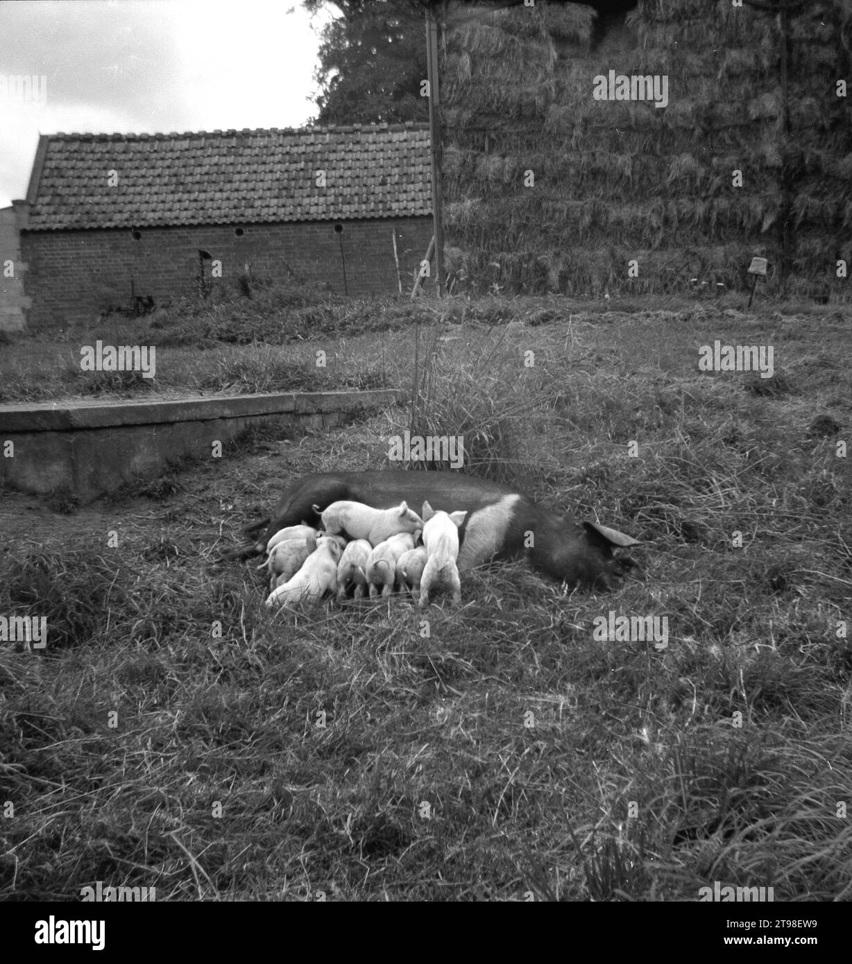 1960s, historical, several piglets feeding off their mother pig on a ...
