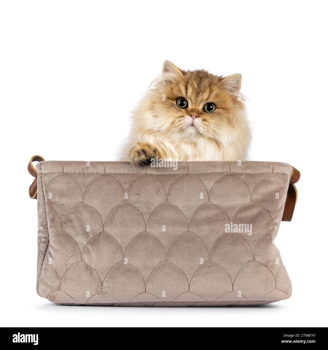 Amazing golden shaded British Longhair cat kitten, sitting up in brown ...