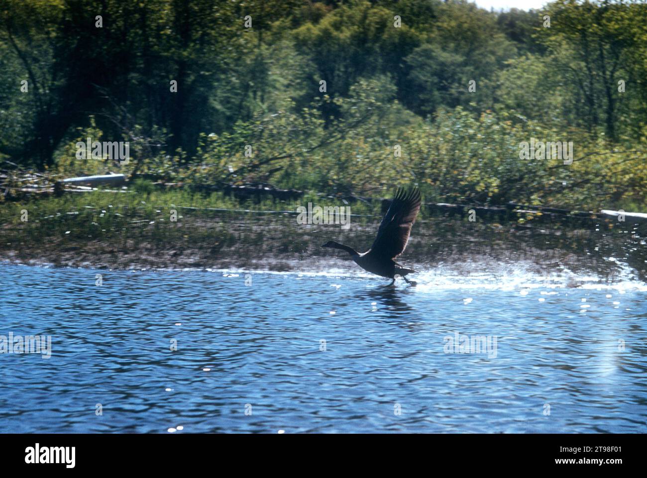 QC - JUNE, 1954: General view of a Canadian Goose taking off over the ...