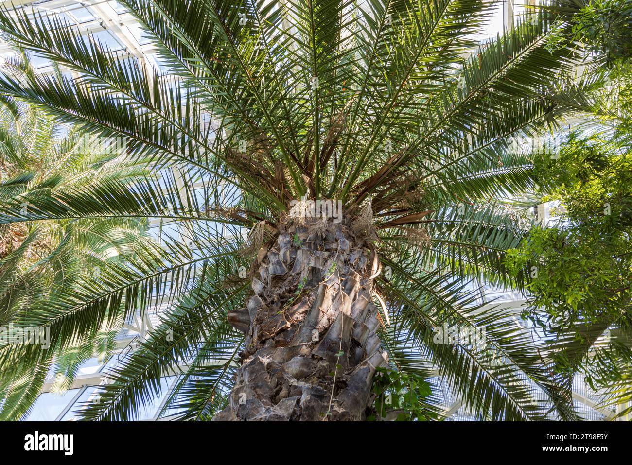 Krakow, Poland - July 18, 2023: Impressive leaves of big palm tree in ...