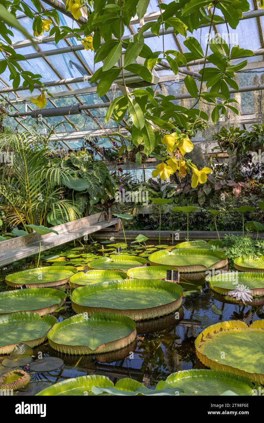 Victoria crusiana hi-res stock photography and images - Alamy