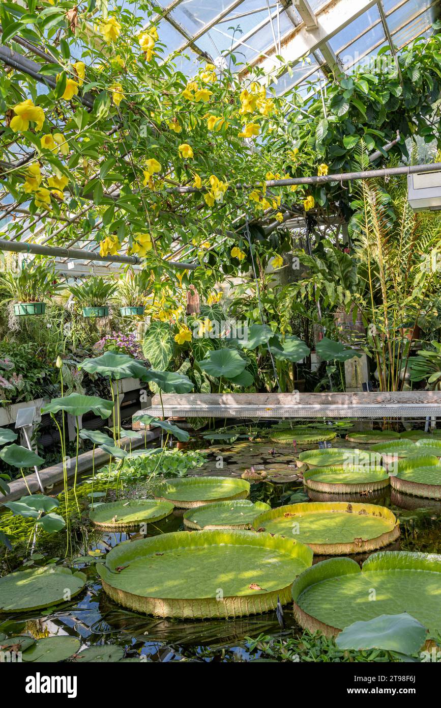Victoria crusiana hi-res stock photography and images - Alamy