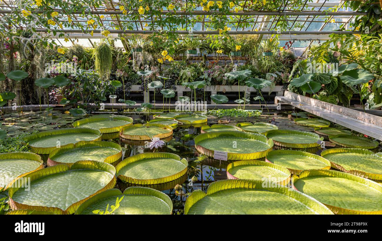 Victoria crusiana hi-res stock photography and images - Alamy