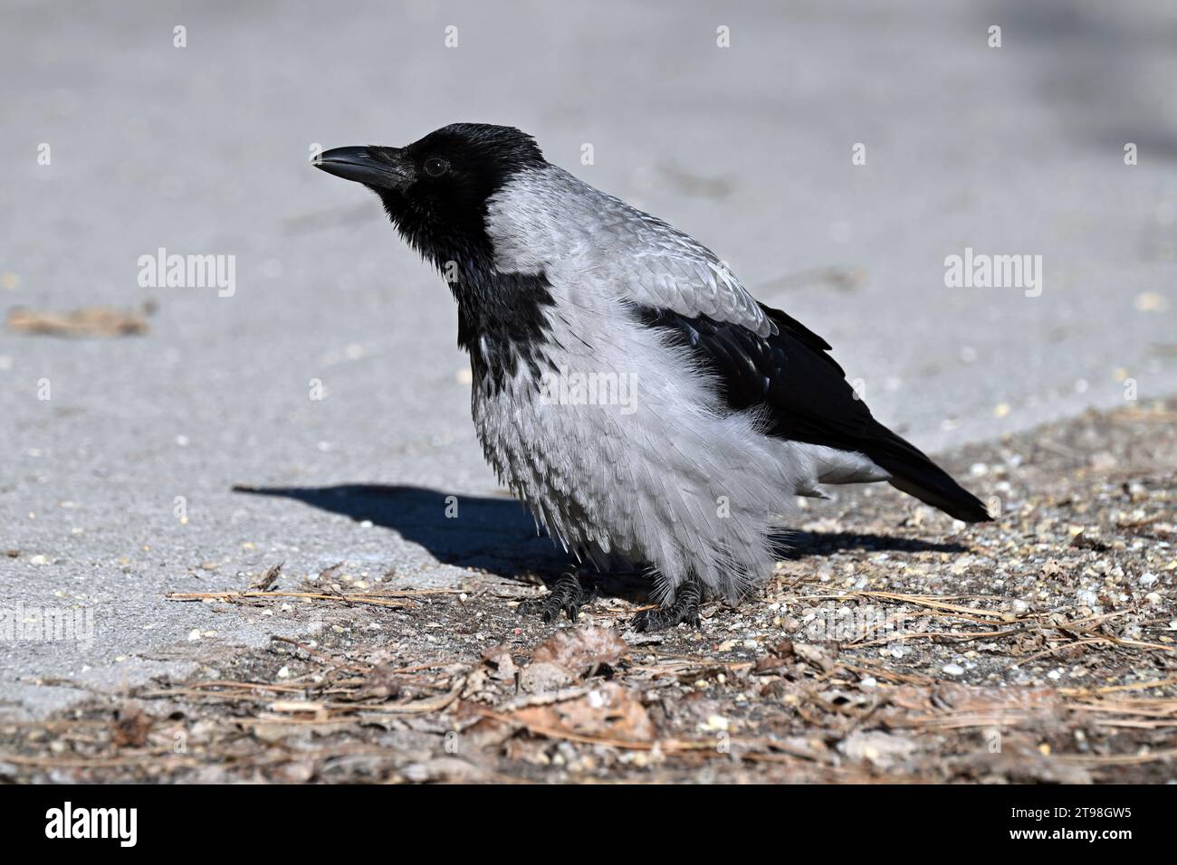 Young hooded crow on Margaret Island in Budapest Stock Photo - Alamy